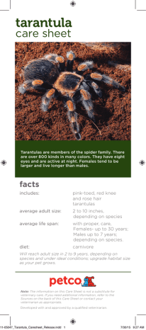 Tarantula Care Sheet - Petco | Manualzz