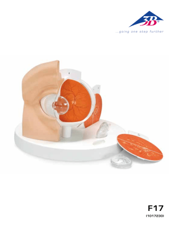 3B SCIENTIFIC 1017230 [F17] Pathological Human Eye Model Manuel du ...