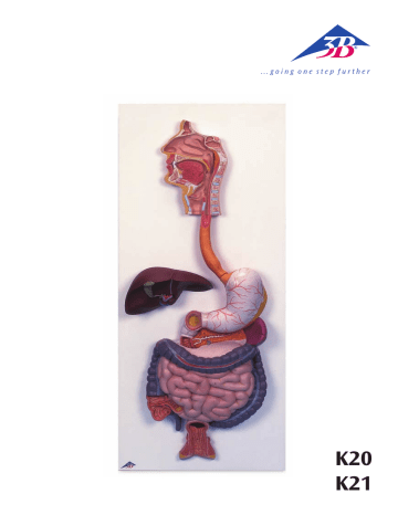 3B Scientific 1000306 [K20] Human Digestive System Model, 2 part Owner ...